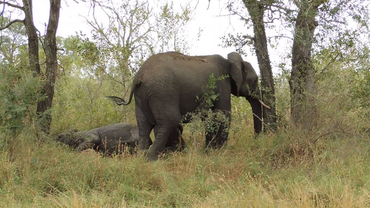 Elephant lying down gets up at Kruger National Park - YouTube
