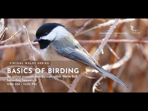 Basics of Birding Part 1: Intro to Birding - YouTube
