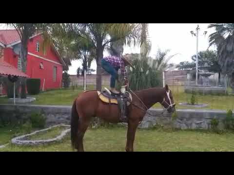 Caballo cuarto de milla alazán Frontino(2) - YouTube