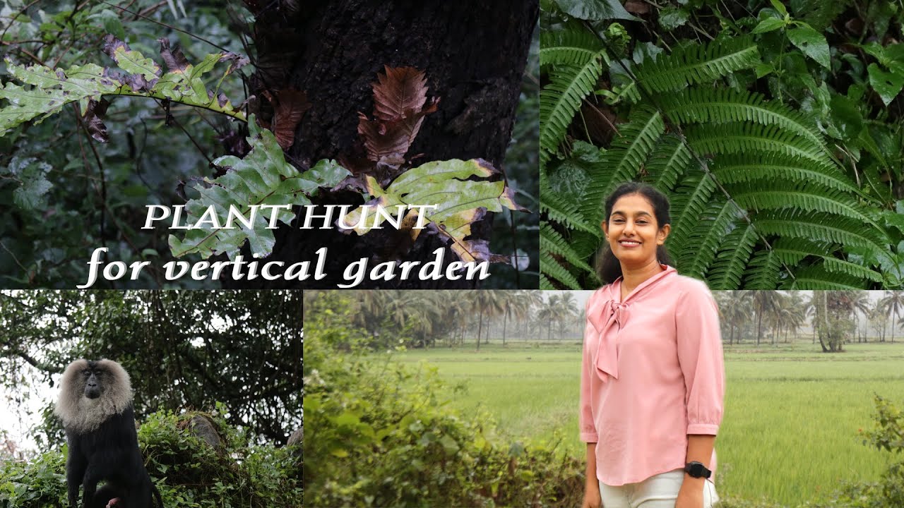Plant Hunt / Vertical Garden At Home - YouTube