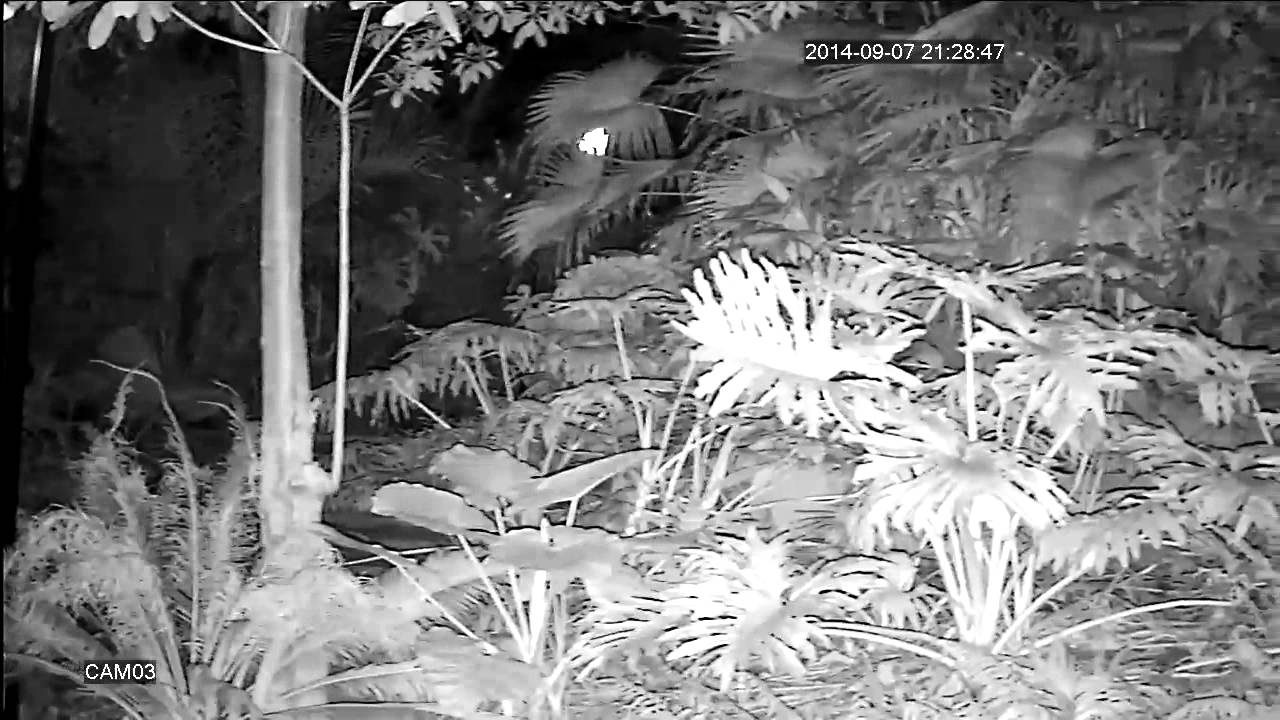 AHD 960P Night Vision Demo - YouTube