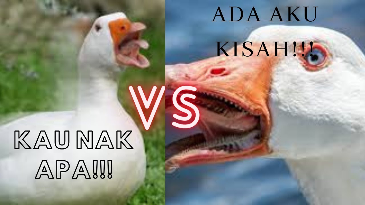 ITIK DAN ANGSA SAMA?!?!?! KE BEZA?!?!?! - YouTube