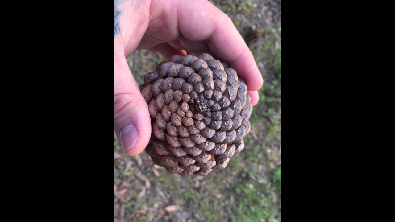 Secrets of magnetism. The Golden Angle 137.5077 degrees - YouTube