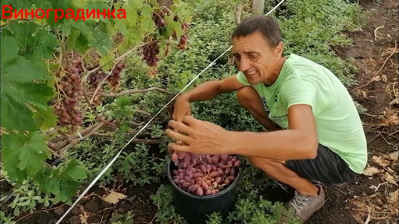 Виноград Зоренька 2022г - YouTube
