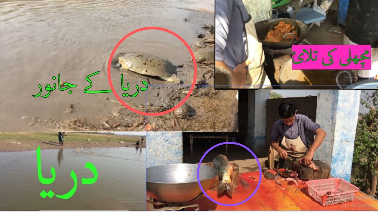 Fishing | visiting River | Chenab | Fish hunting | river animals - YouTube