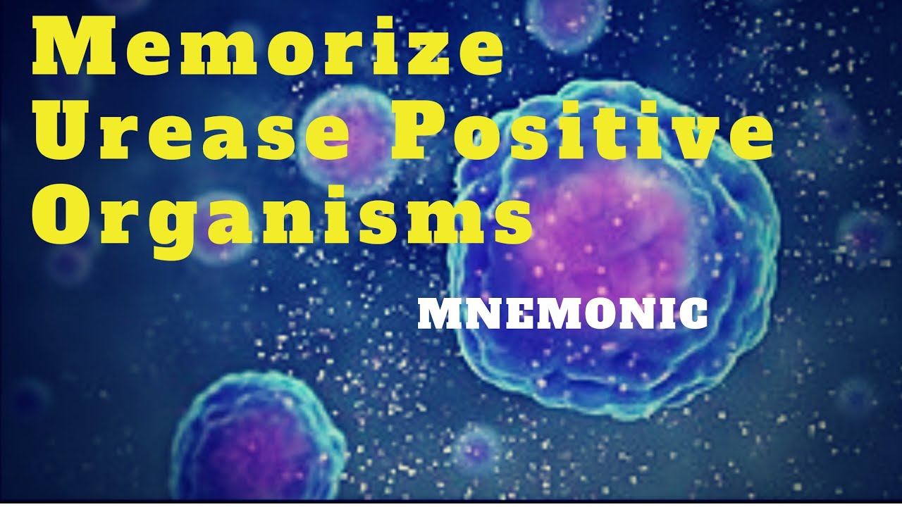 Mnemonic to remember all Urease Positive organisms - YouTube
