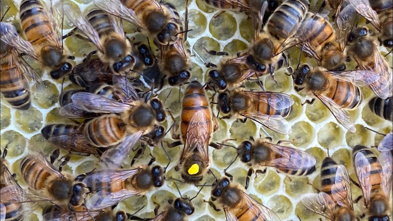 Buckfast versus Irish Black bee - YouTube