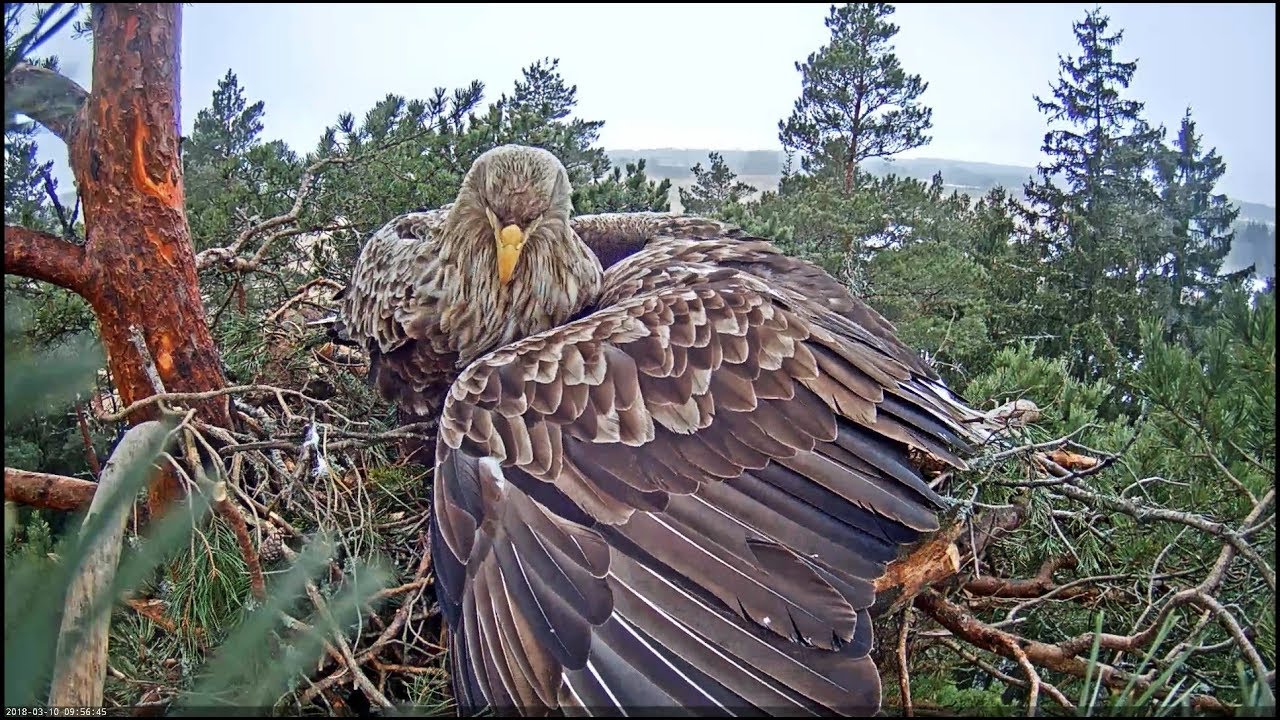 2018/03/10 Merikotkas~Male arrives, followed by an eagle~9:55am - YouTube