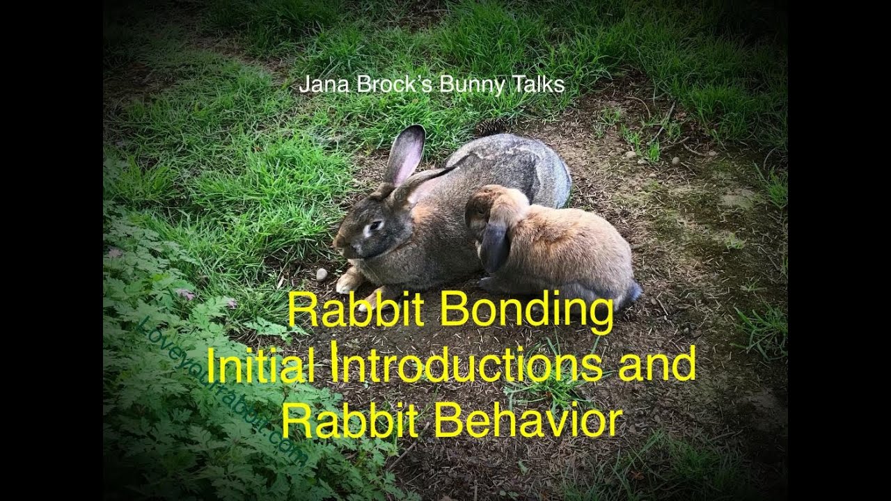 Rabbit Bonding Discussion ~ Introductions And Rabbit Behavior - YouTube