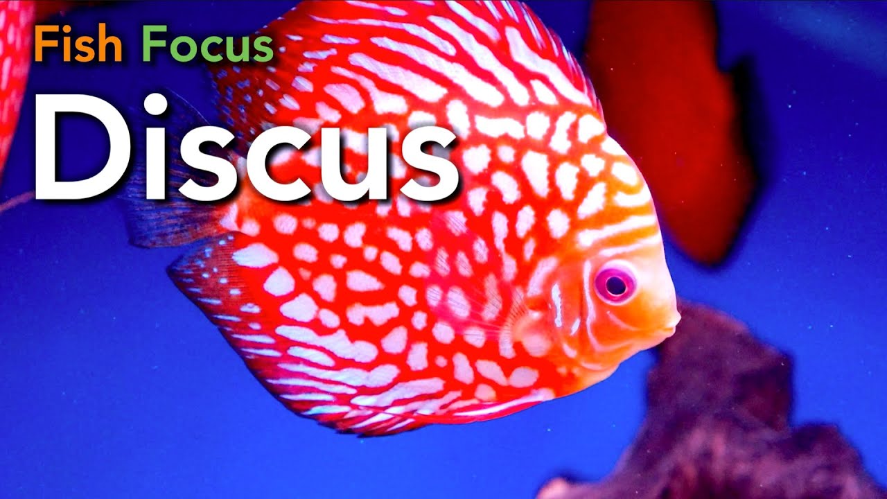 Fish Focus - Discus - YouTube
