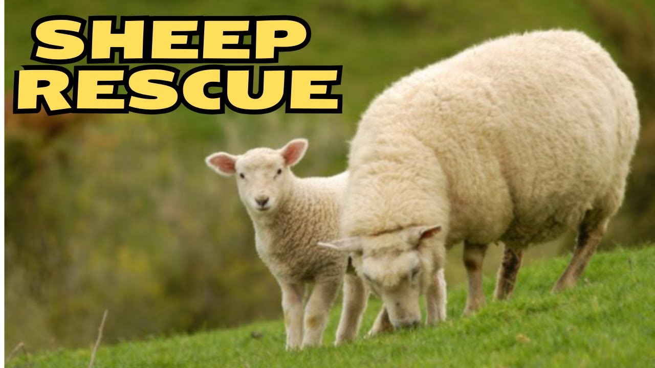 We helped RESCUE 2 Sheep LOST in the Forest | Dogtown Lake, Williams ...