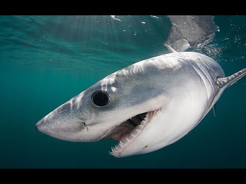 LIVE SHARKS CAM IN THE AQUARIUM LIVE STREAM HD - YouTube