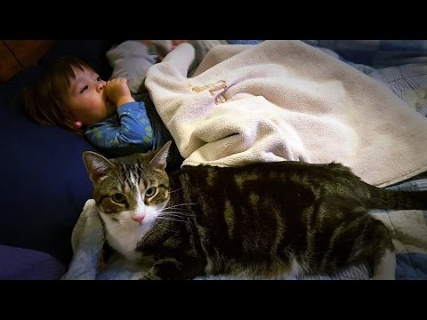 My Cat From Heaven: Herbie