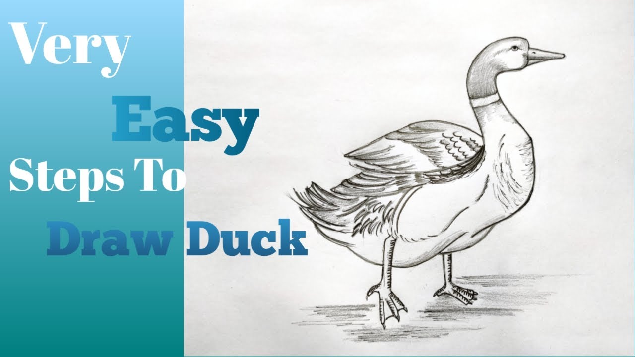 How to draw a Duck/बतख का सरल चित्र बनाना सीखें/Easy shading technique ...