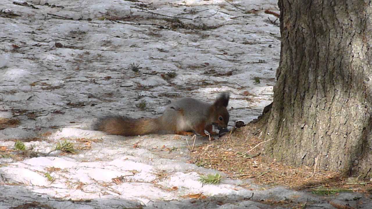 A pointy-ear white-colored squirrel in Russia - YouTube