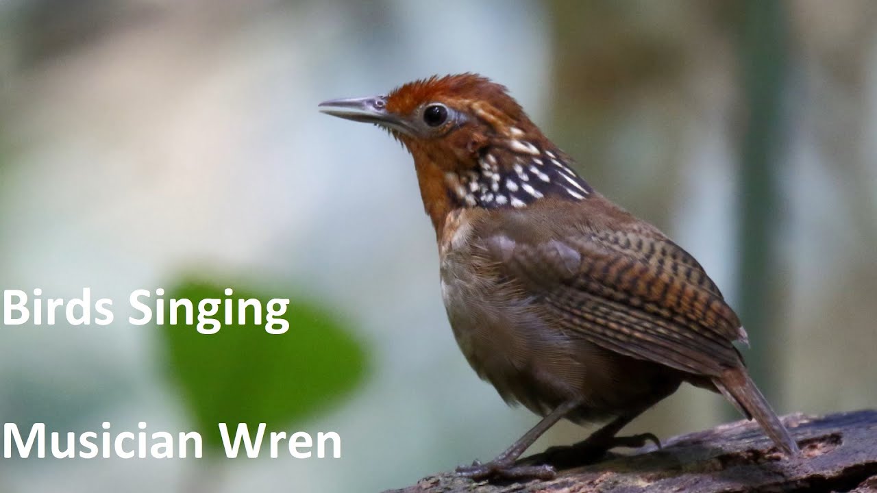 Birds Singing - Musician Wren - Sounds of Nature - YouTube