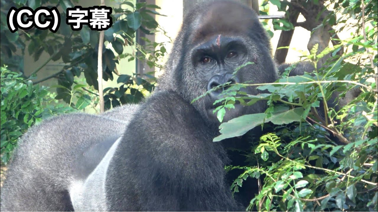 After the skirmish, Gentaro's expression became robust.｜Momotaro family ...
