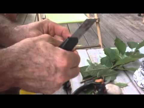 Faire un greffon de cerisier - YouTube