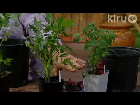 Trisha plants tomatoes Central Texas Gardener - YouTube