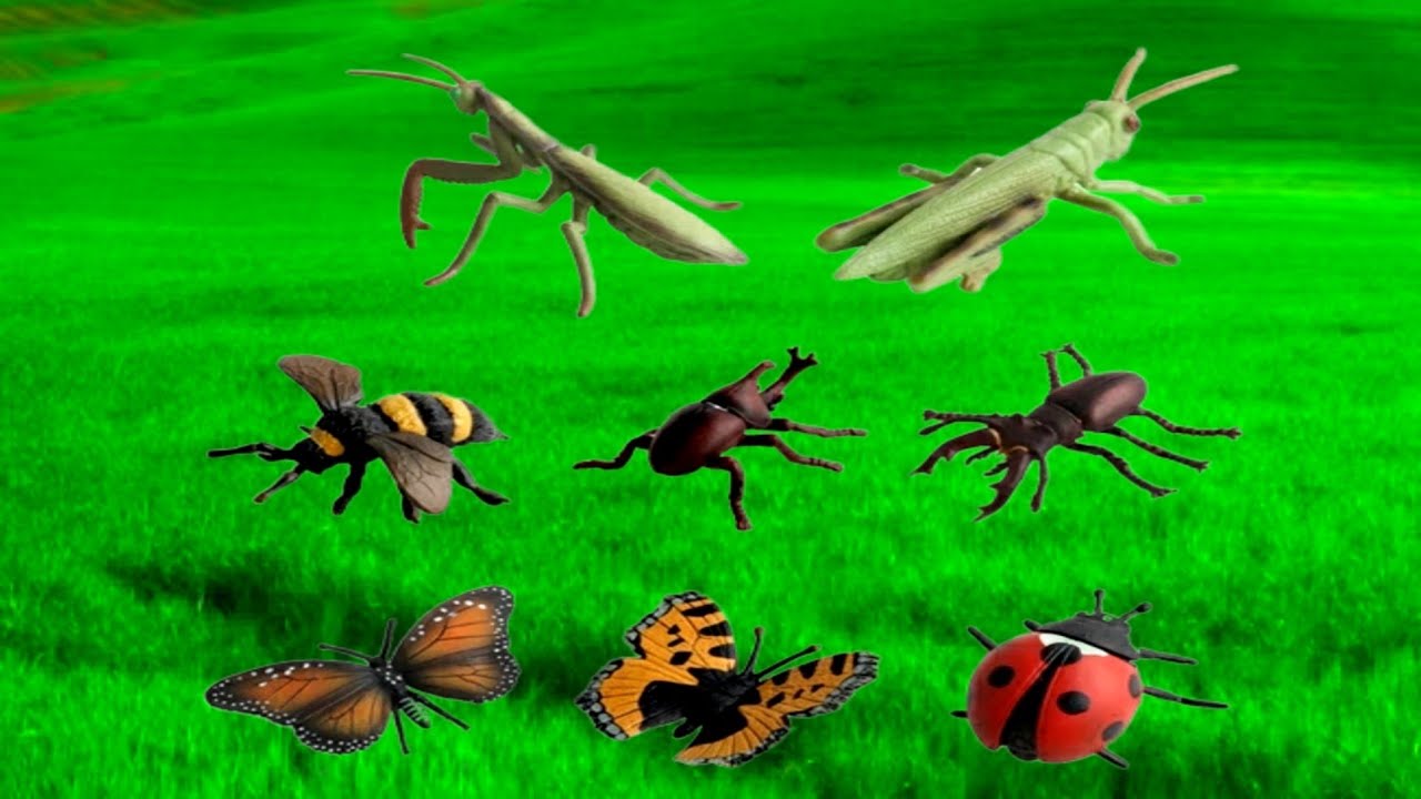 Sound of insects - crickets - bees - grasshoppers - butterflies ...