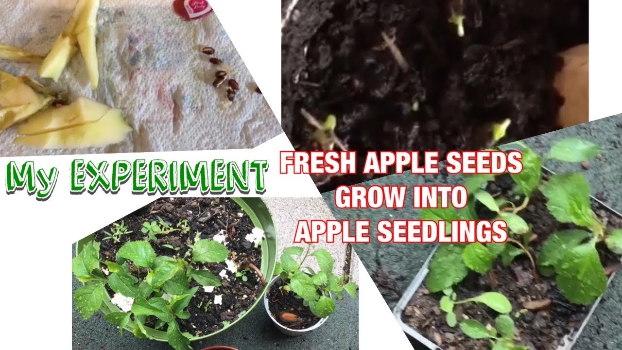 HOW TO GROW APPLE SEEDS | FROM FRESH APPLE DIRECT TO SOIL | RE POTTING ...