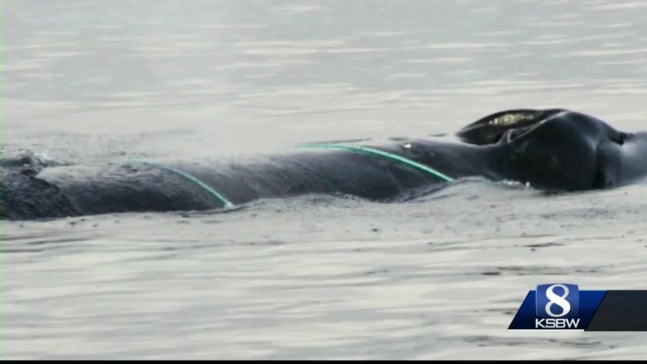 Fisherman caught on camera jumping on a humpback whale to free it from ...