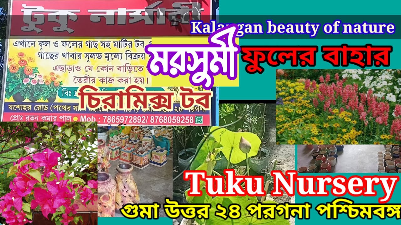 Tuku Nursery guma#টুকু নার্সারী#Season flowers &Money palant& Designs ...