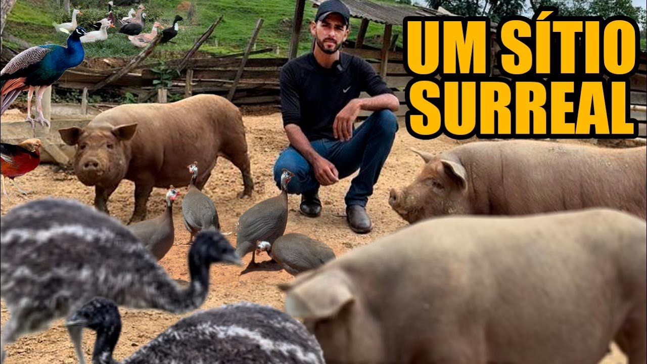 ENORME VARIEDADE DE ANIMAIS NO SÍTIO DO LUCAS - NOVA RESENDE MG - YouTube
