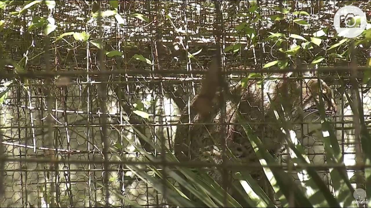 Ms Claws 2016 10 16 - YouTube