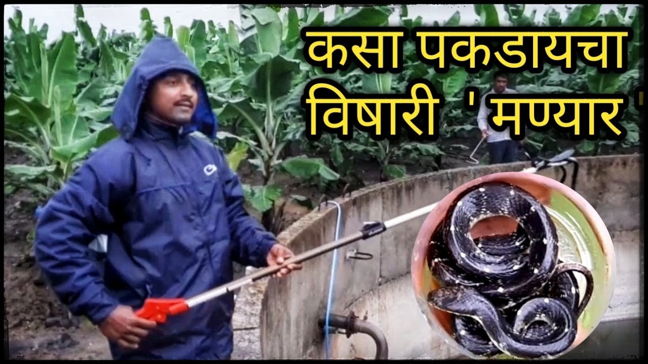 विहिरीत (कुवेमे) पडला विषारी "मण्यार"(धो धो पावसात जाऊन पकडला (common ...