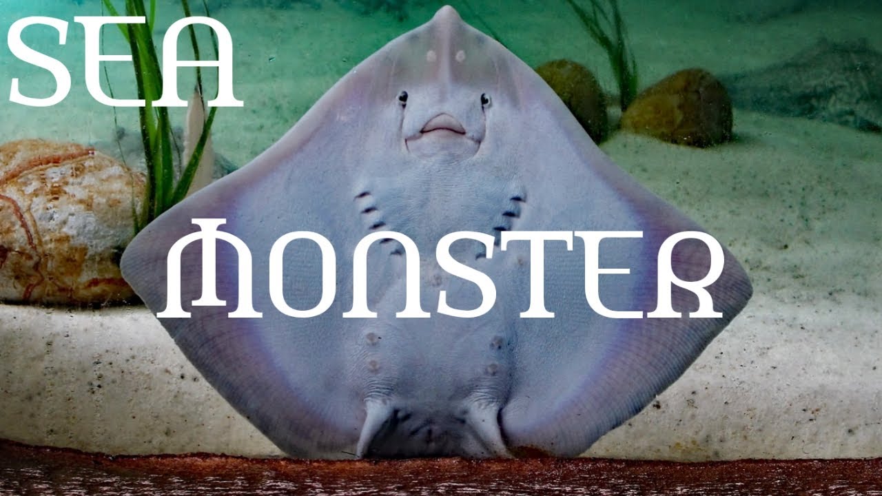 | Ray Fish | | Stingray Fish | | Stingarees | | Sea Monster ...