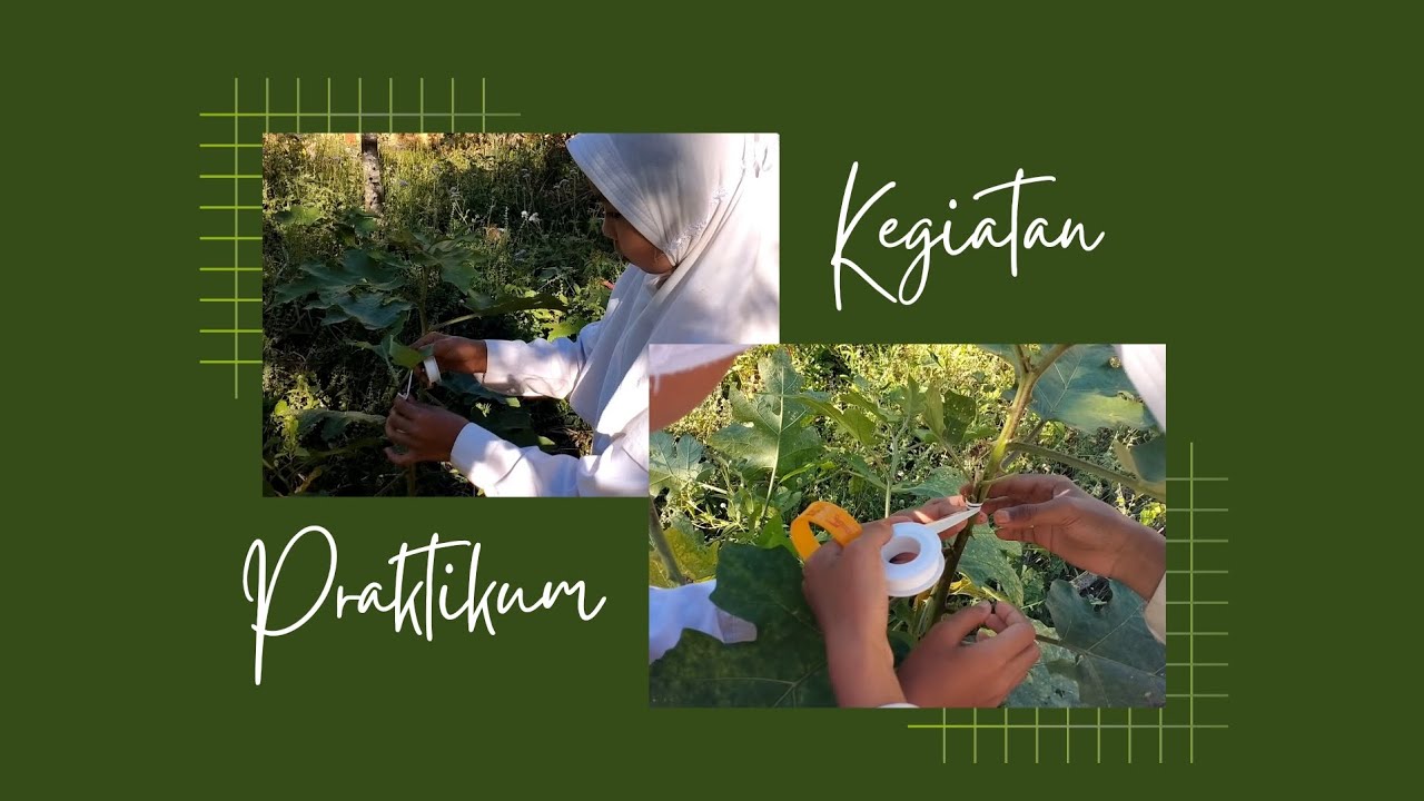 Cara Menyambung/Mengenten Praktikum Siswa@sdnegeri1kayumas589 - YouTube