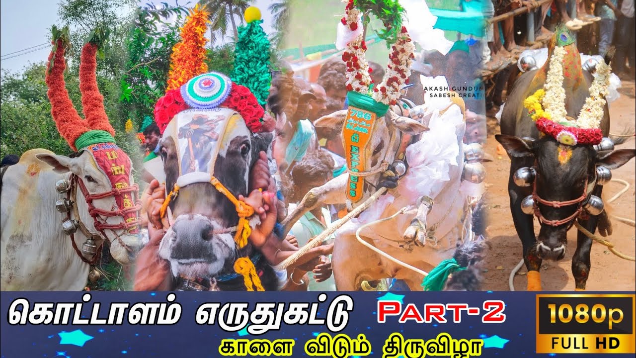 kottalam eruthukattu|part -2|#eruthukattu #jallikattu_kaalai # ...