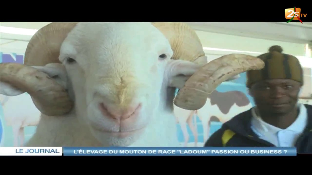 L'ÉLEVAGE DU MOUTON DE RACE "LADOUM" PASSION OU BUSINESS ? - YouTube