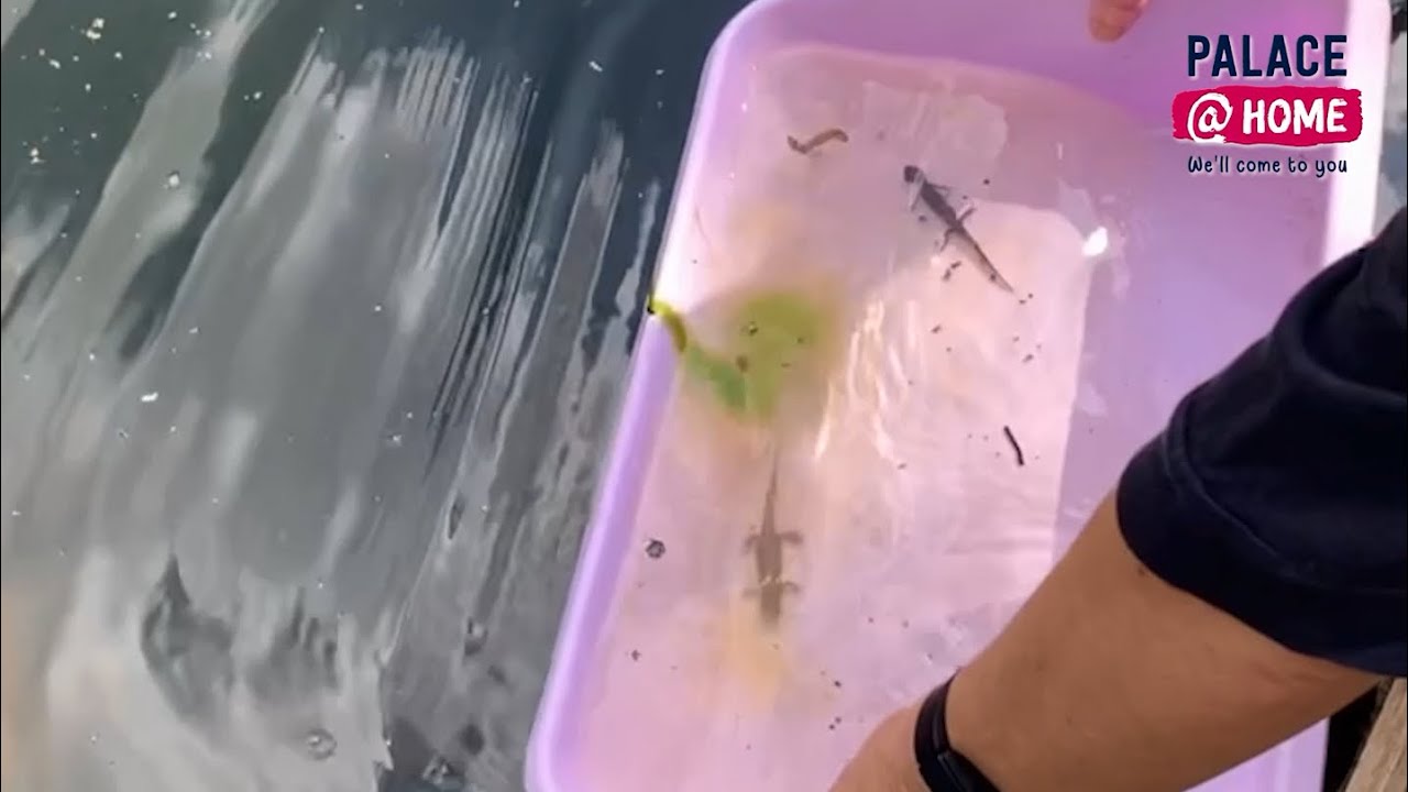 Family Poems @ Home - My Newt by Richard Caley - YouTube