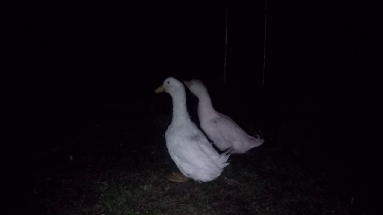ducks at night - YouTube