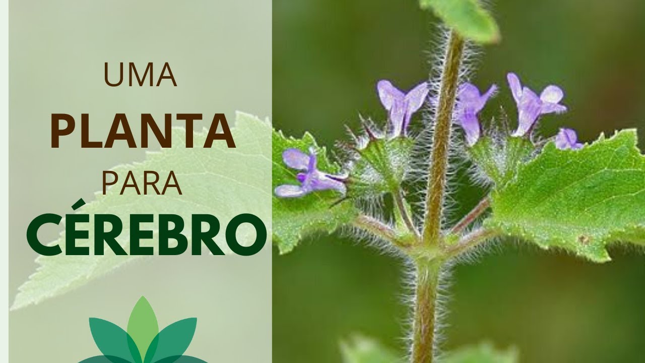 Uma planta BOA para o CÉREBRO! - YouTube