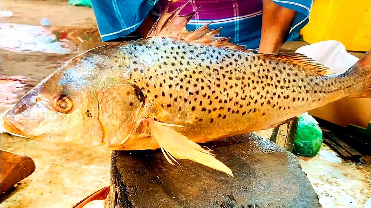 I Never Seen Giant Tiger Snapper Fish Cutting Skills | Tiger Snapper ...