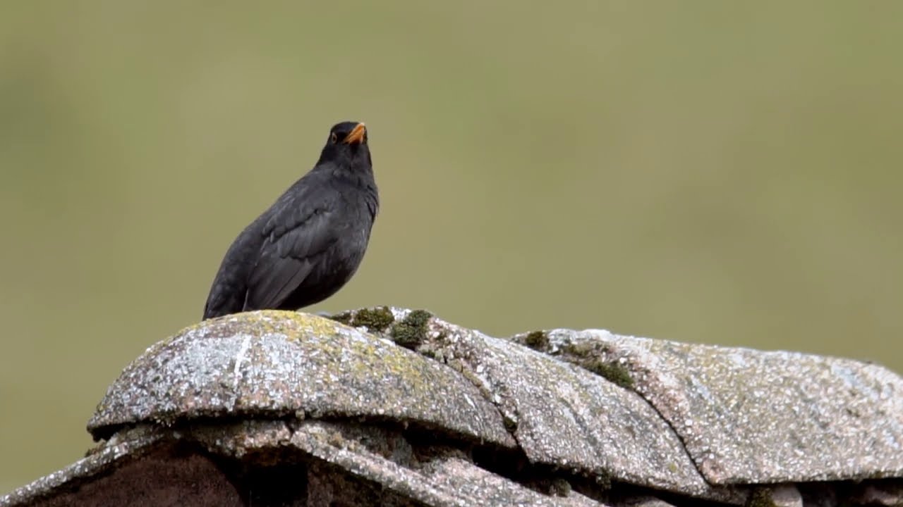 CANTO DEL MERLO - Richiamo e verso - YouTube