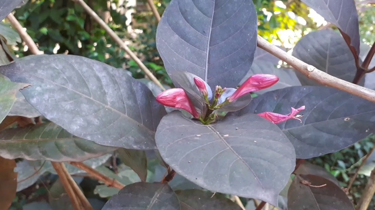 Ciri ciri daun wungu obat ambeyen atau wasir - YouTube