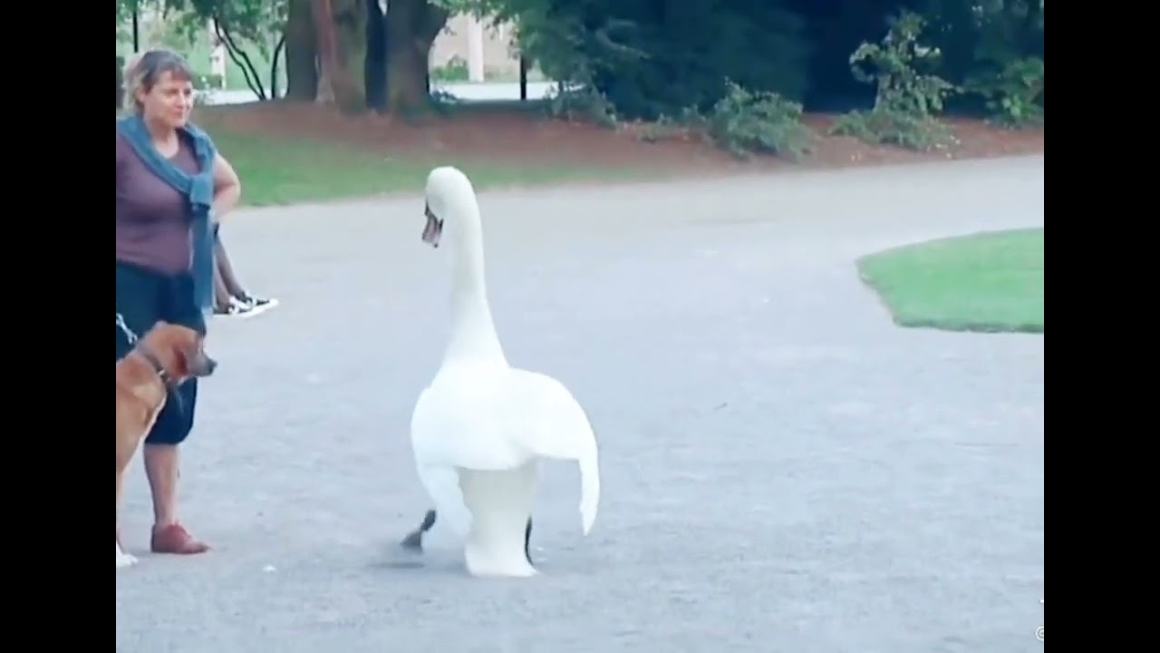 Duck slapping dog - YouTube