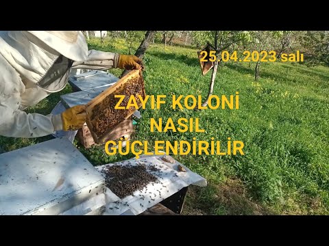 Zayıf kovana arı silkeleme ile destek verme #arıcılık #beekeeping #aricilik