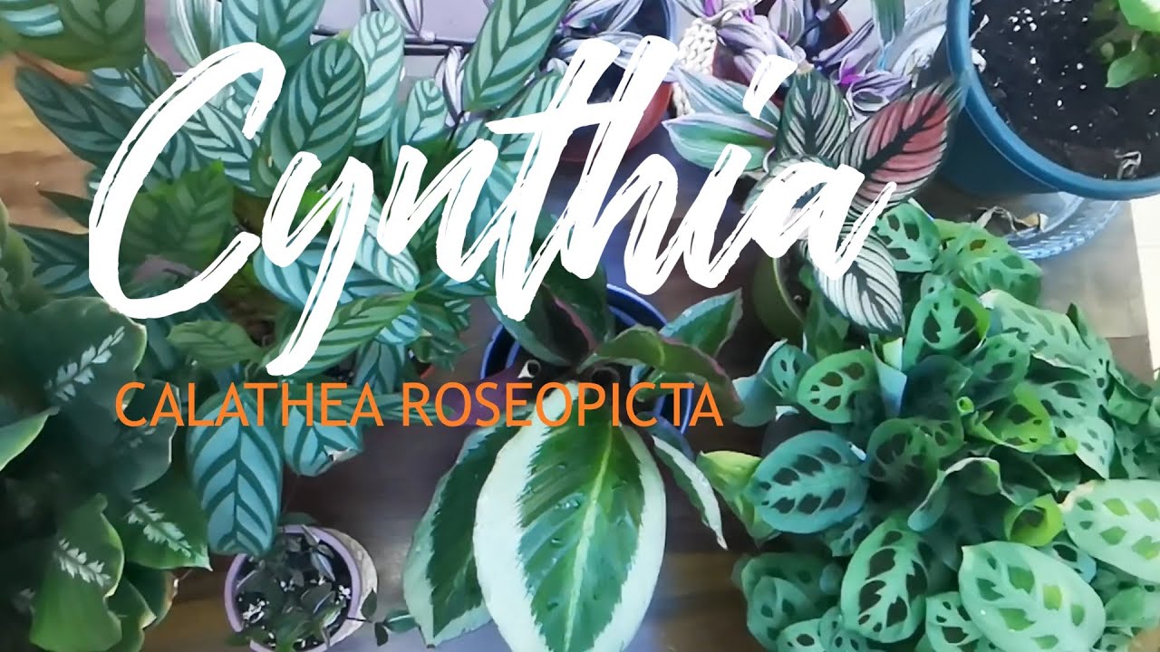 Calathea Roseopicta #Cynthia - YouTube