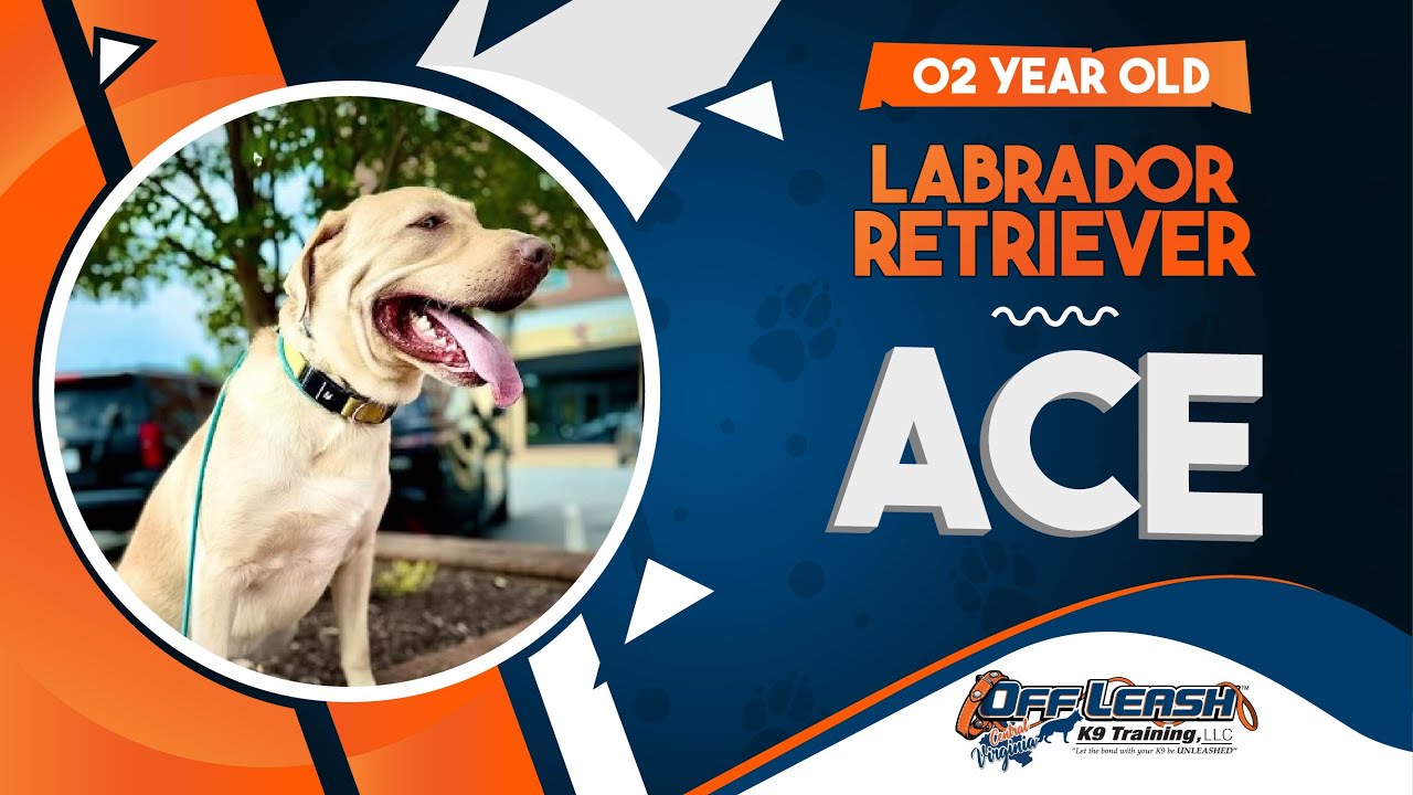 Ace | 2 yr old Labrador Retriever | Best Dog Trainers of Central VA ...