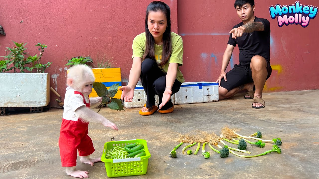 Monkey Molly Picks Young Vegetables – Mom and Mom’s Husband Debate Over ...