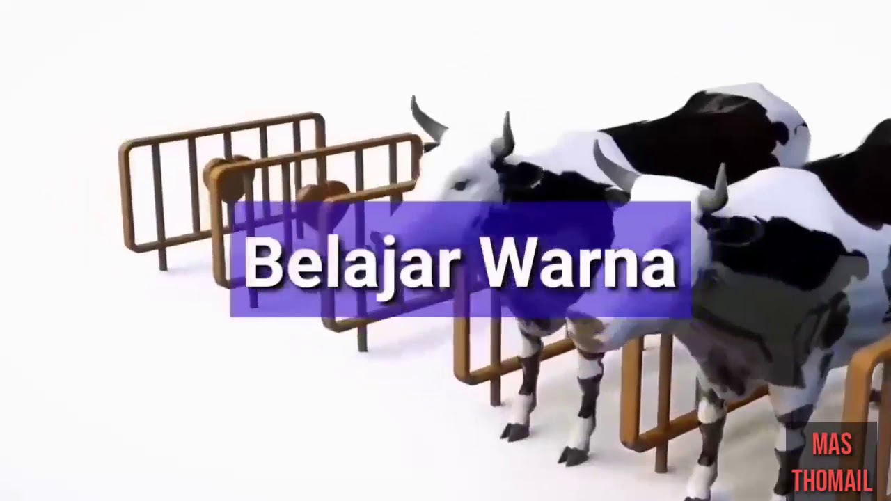 Belajar warna | sapi berwarna | keren - YouTube