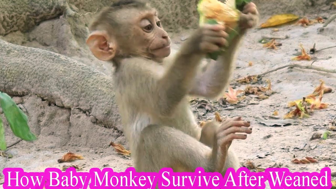 Surviving Of Wild Baby Monkey Weaned | Leo Can Survive by Himself - YouTube