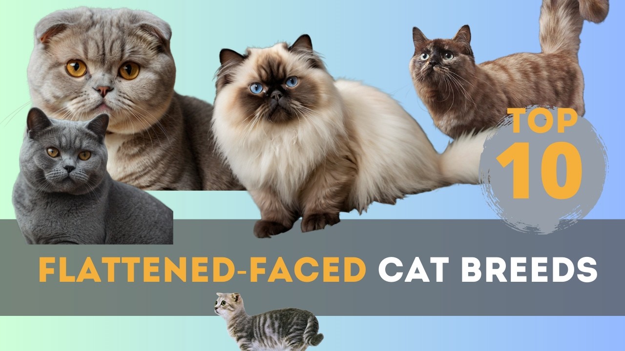🐱 10 Mind-Blowing Facts Revealed about Cats' Ears!