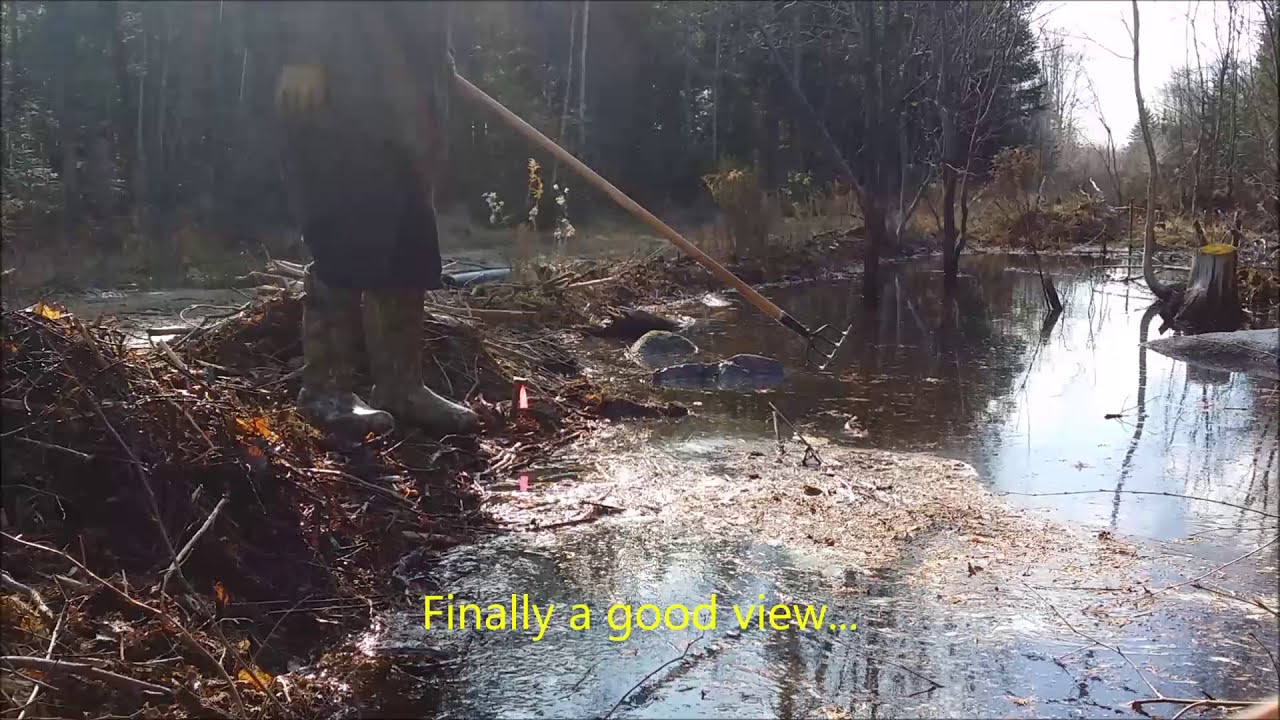 0106 Breaking open the beaver dam the next day... - YouTube