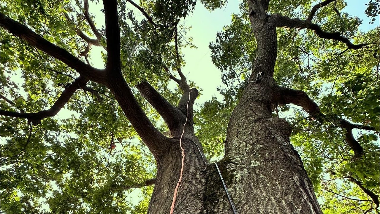 Lightning protection system (LPS) install in oak tree - YouTube